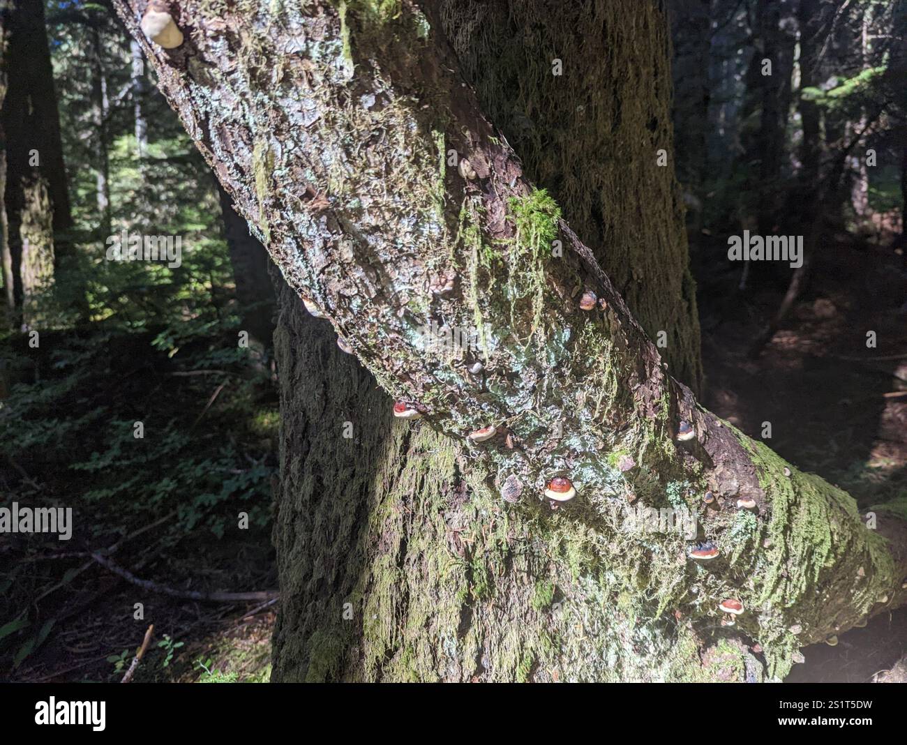 Red-banded Conks (Fomitopsis pinicola Stock Photo - Alamy