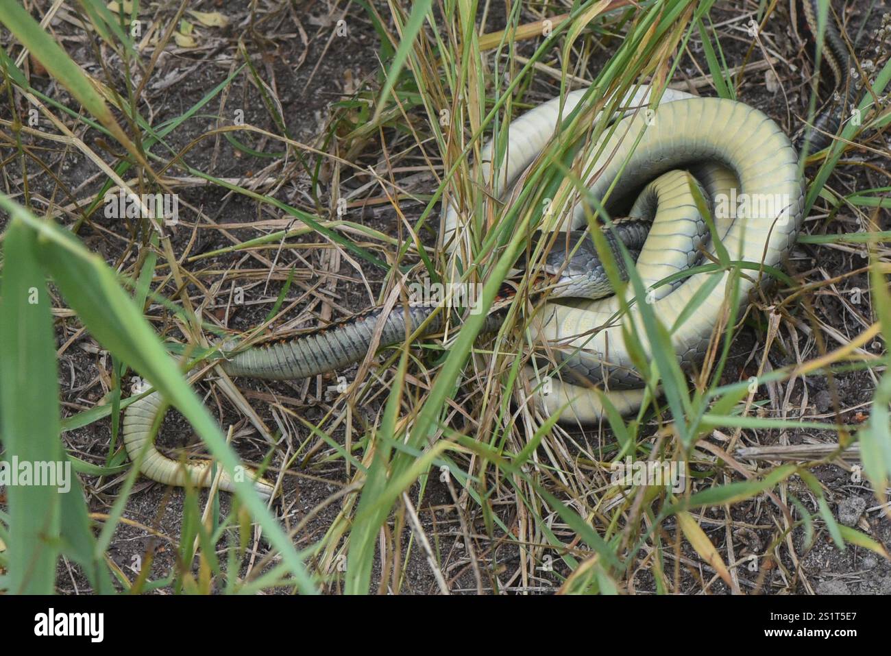 Western Yellow-bellied Racer (Coluber constrictor mormon Stock Photo ...