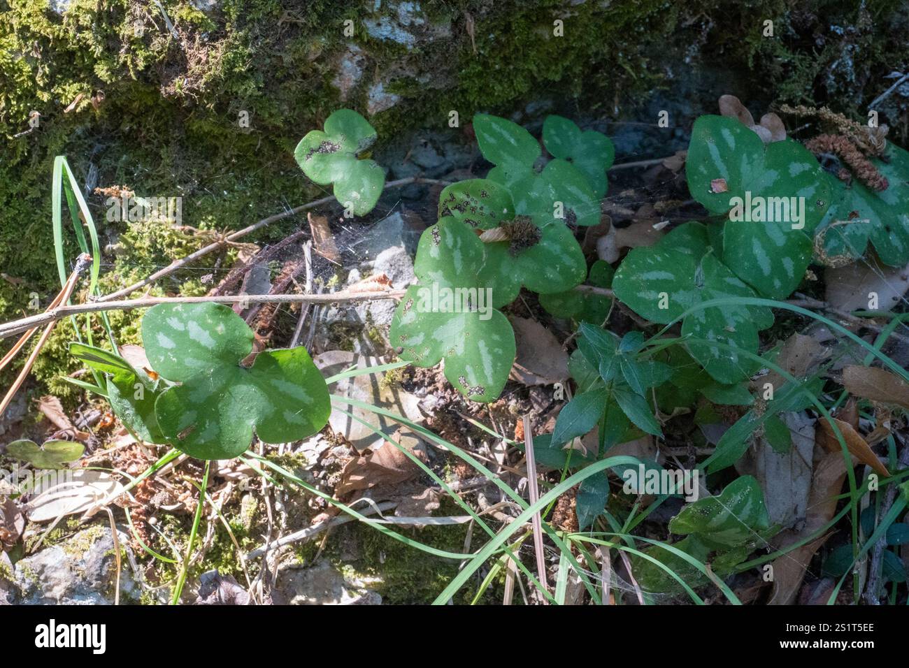 Liverleaf (Hepatica nobilis Stock Photo - Alamy