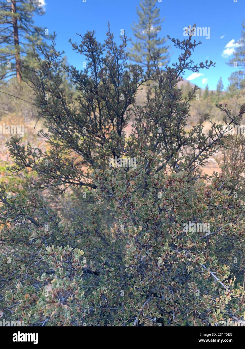 Antelope Bitterbrush (Purshia tridentata Stock Photo - Alamy