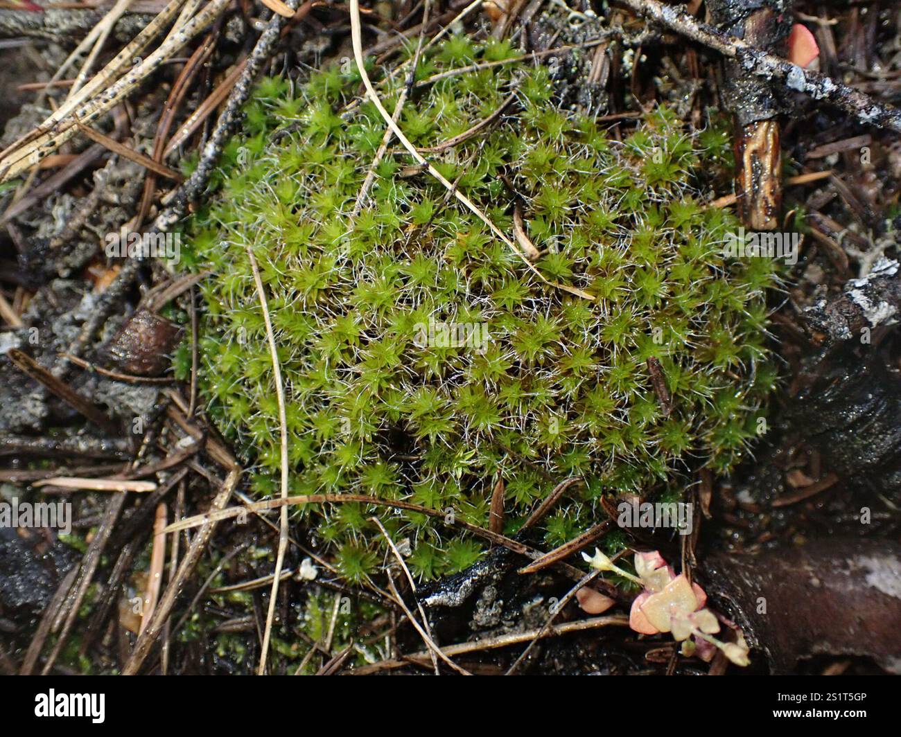 Star Moss (Syntrichia ruralis Stock Photo - Alamy