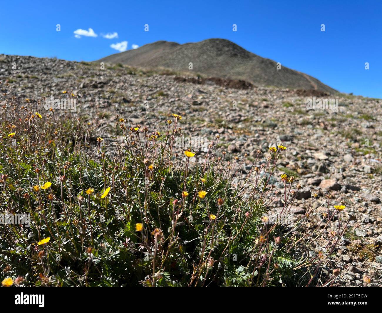 Ross' Avens (Geum rossii Stock Photo - Alamy