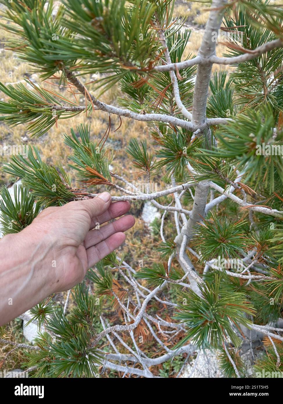 Whitebark Pine (Pinus albicaulis Stock Photo - Alamy