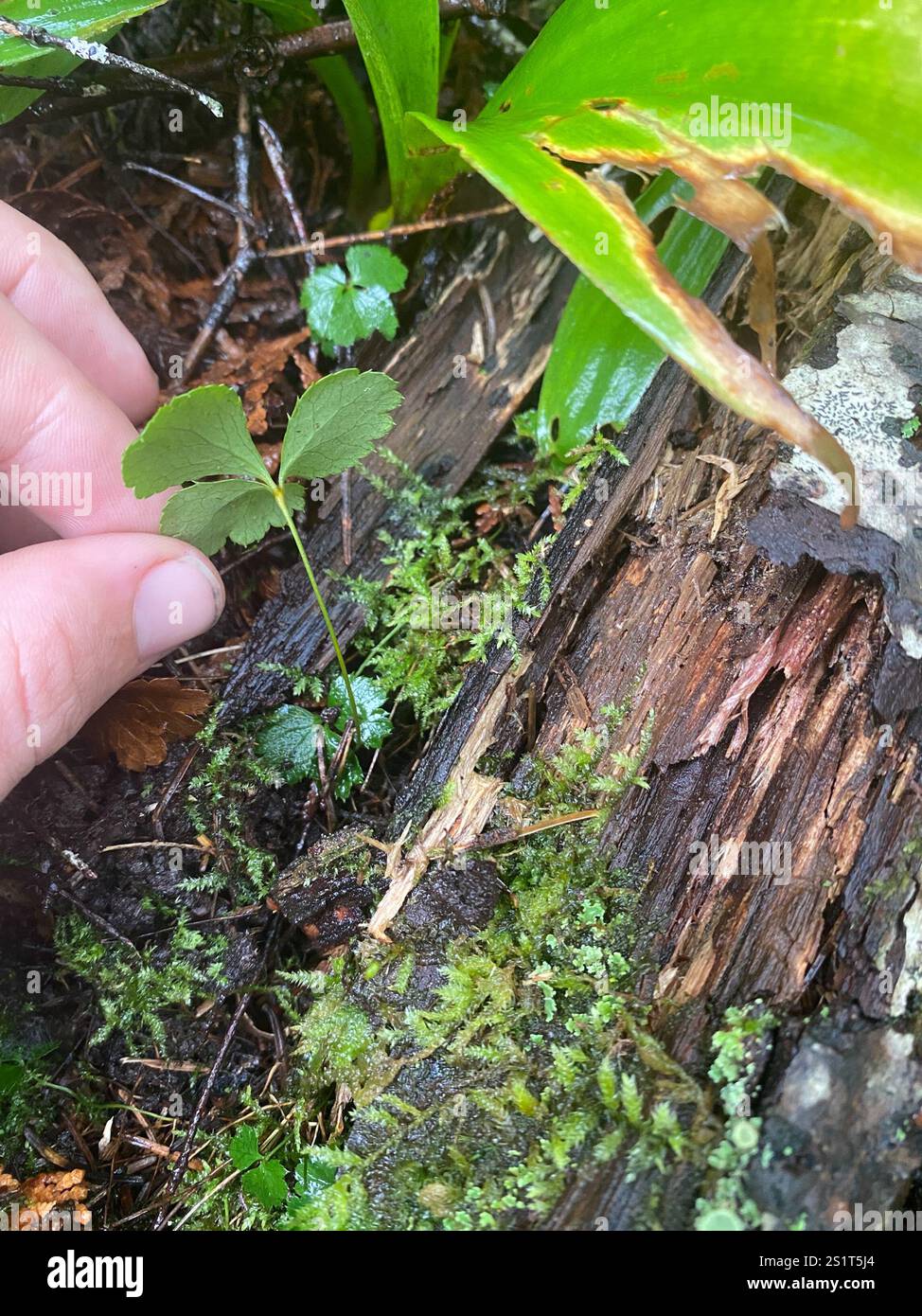 threeleaf goldthread (Coptis trifolia Stock Photo - Alamy