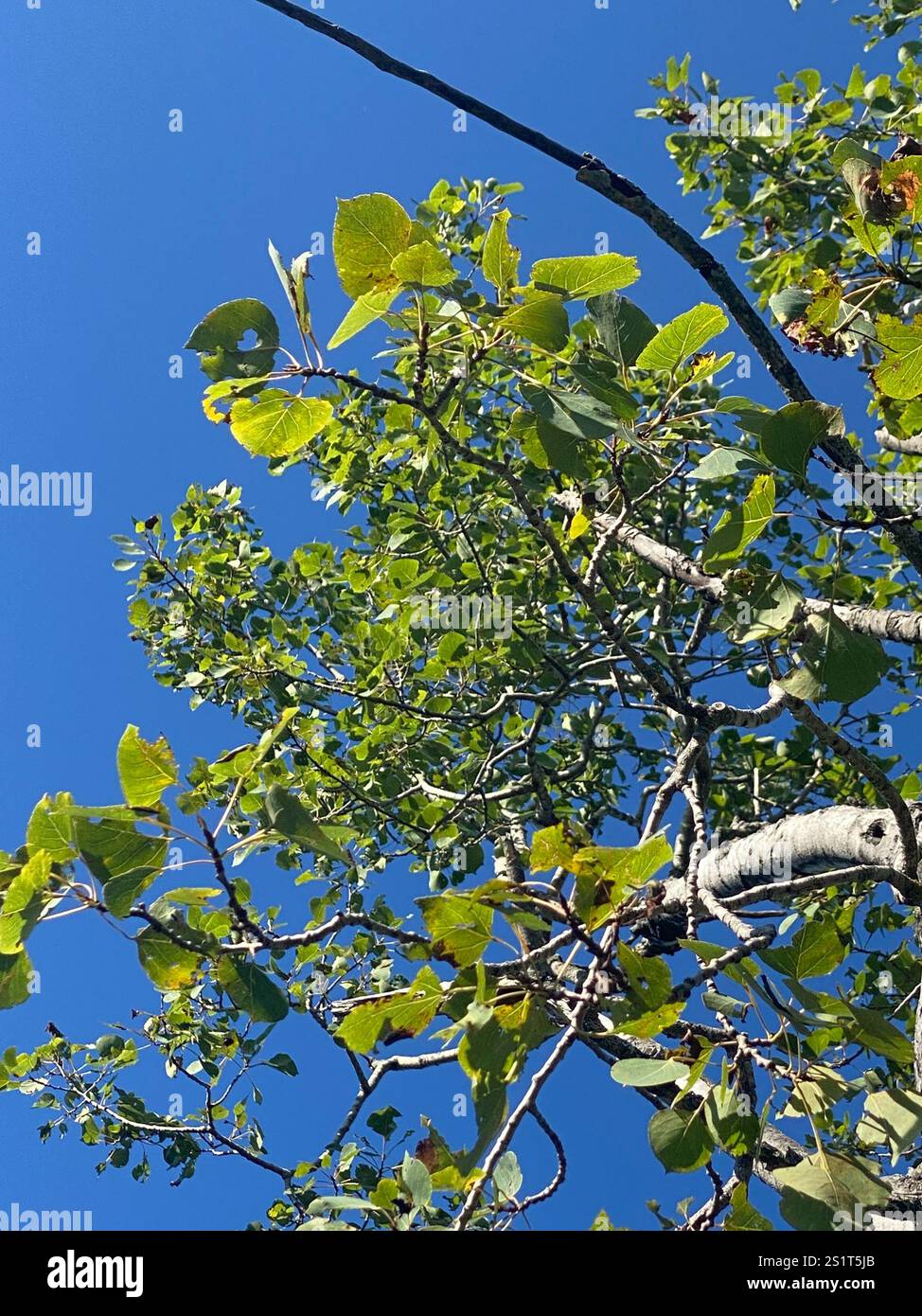 quaking aspen (Populus tremuloides Stock Photo - Alamy