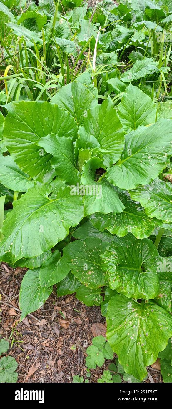 Giant Himalayan Lily (Cardiocrinum giganteum Stock Photo - Alamy