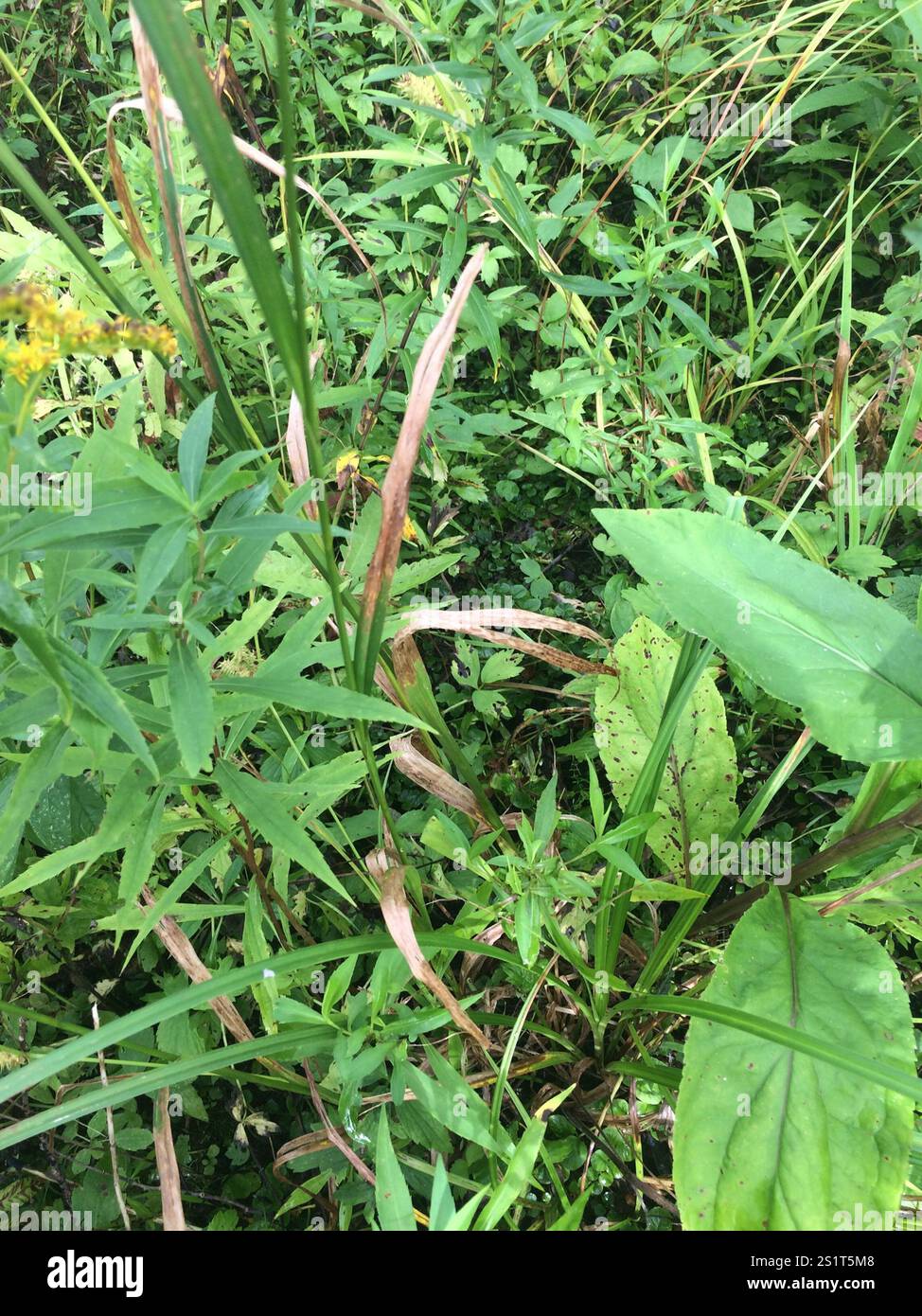 dark green bulrush (Scirpus atrovirens Stock Photo - Alamy