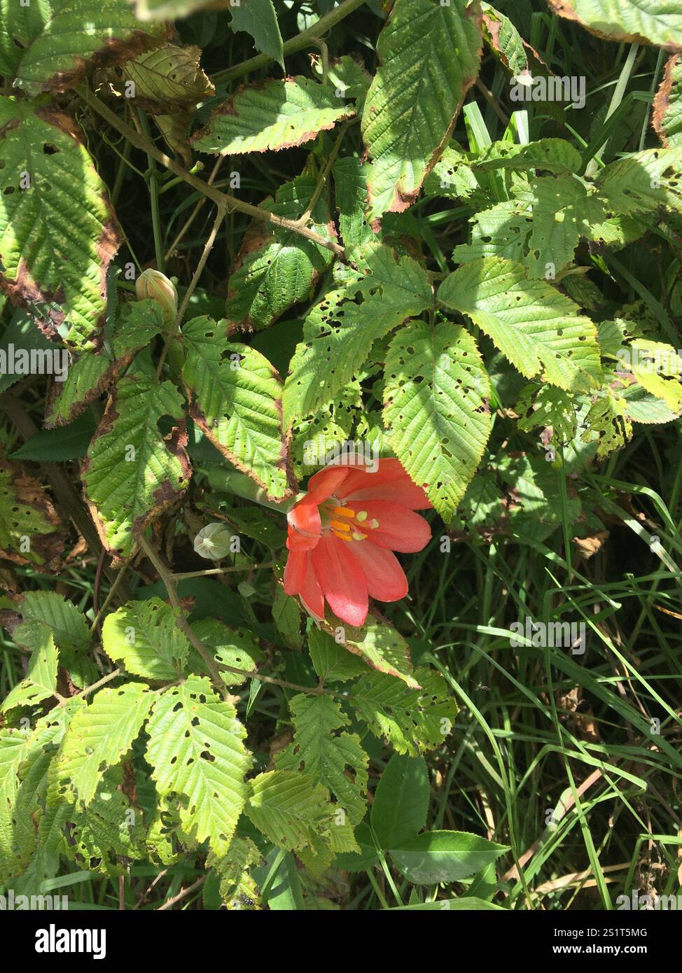 northern banana passionfruit (Passiflora mixta Stock Photo - Alamy