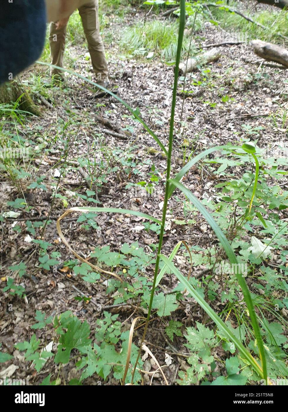 palm sedge (Carex muskingumensis Stock Photo - Alamy