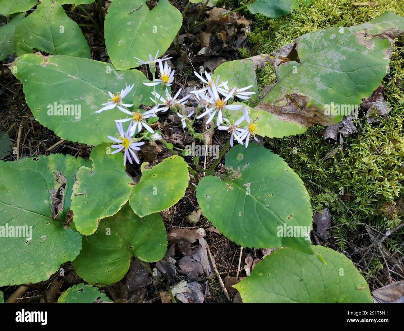 large-leaved aster (Eurybia macrophylla Stock Photo - Alamy