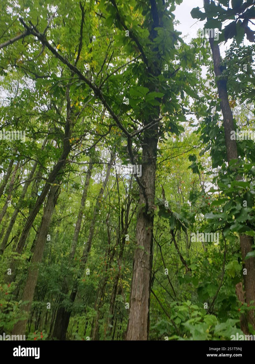 swamp white oak (Quercus bicolor Stock Photo - Alamy