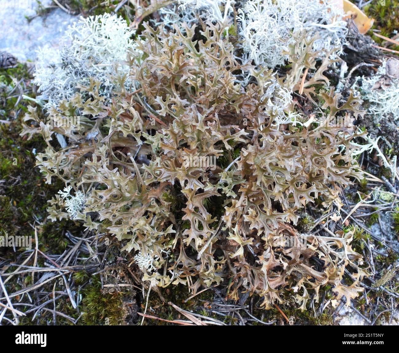 Iceland Lichen (Cetraria islandica islandica Stock Photo - Alamy