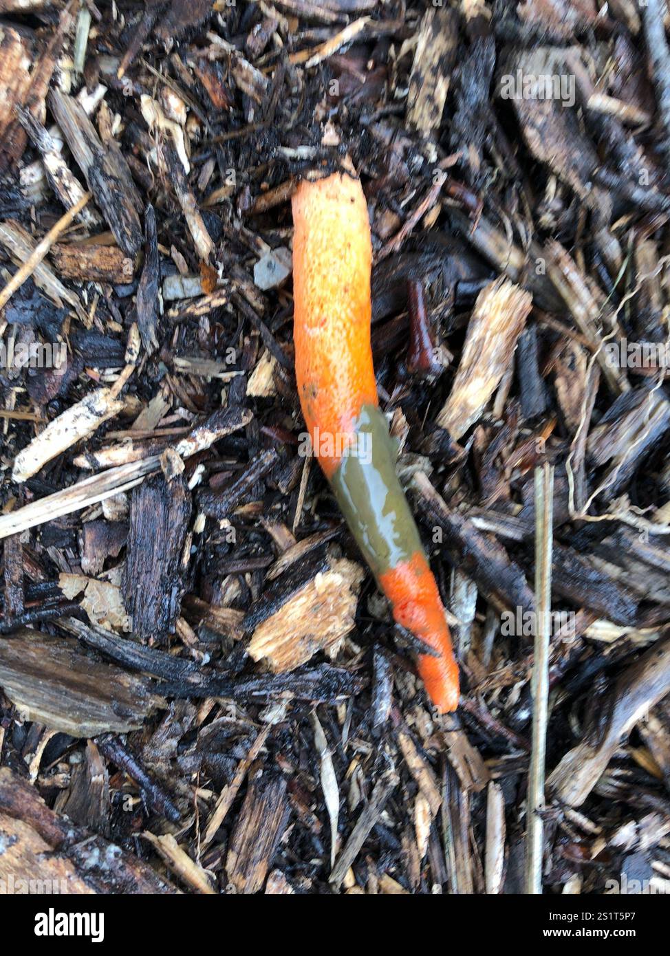 devil's dipstick (Mutinus elegans Stock Photo - Alamy