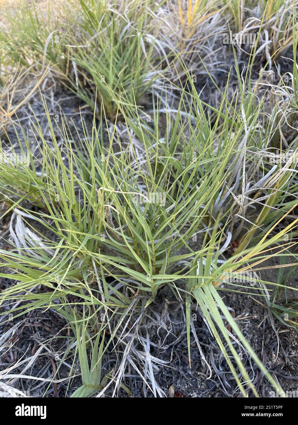 Saltgrass (Distichlis spicata Stock Photo - Alamy