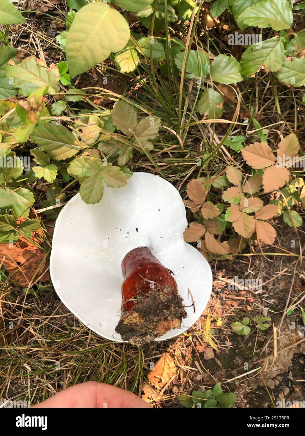 golden reishi (Ganoderma curtisii Stock Photo - Alamy