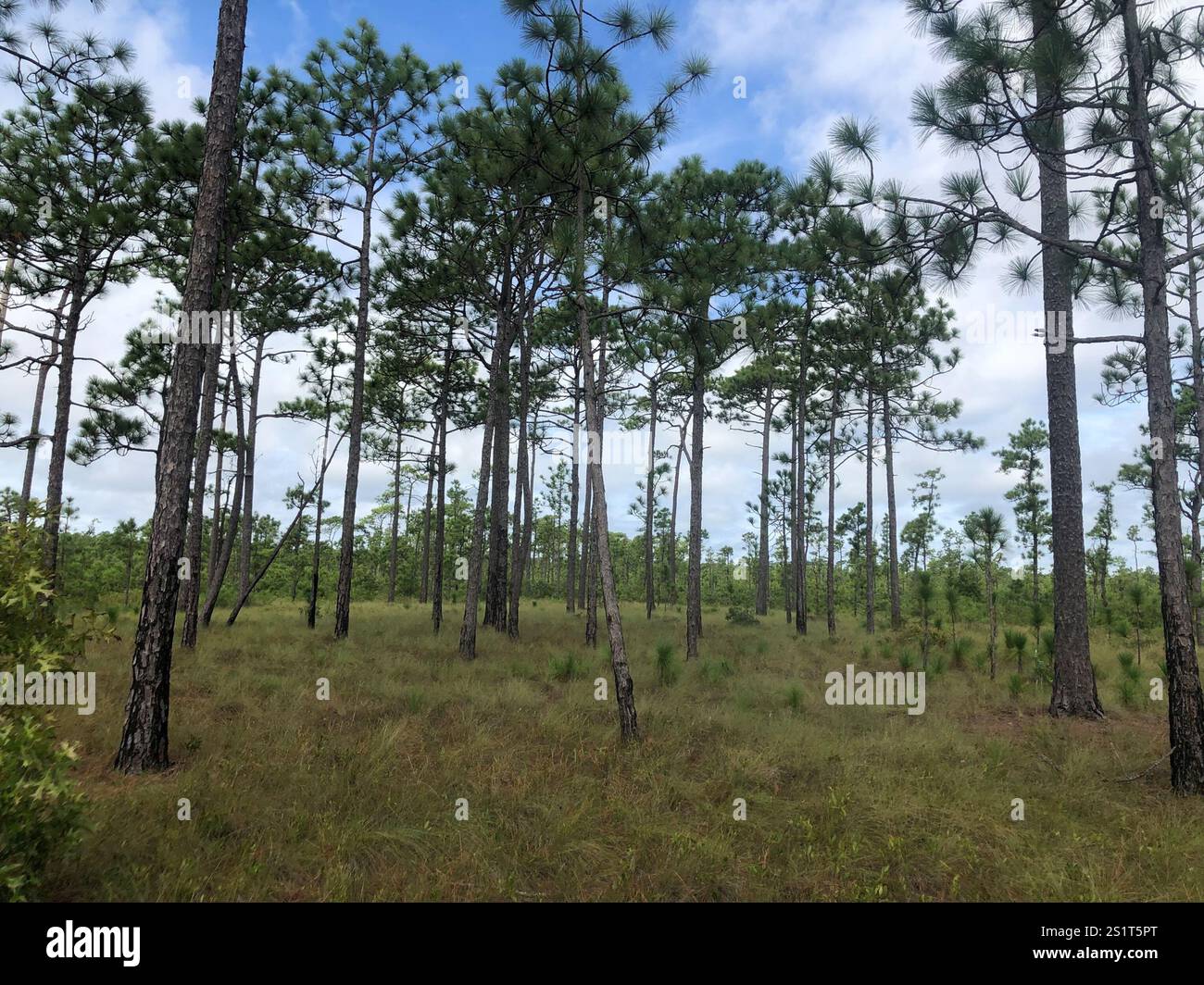 longleaf pine (Pinus palustris Stock Photo - Alamy