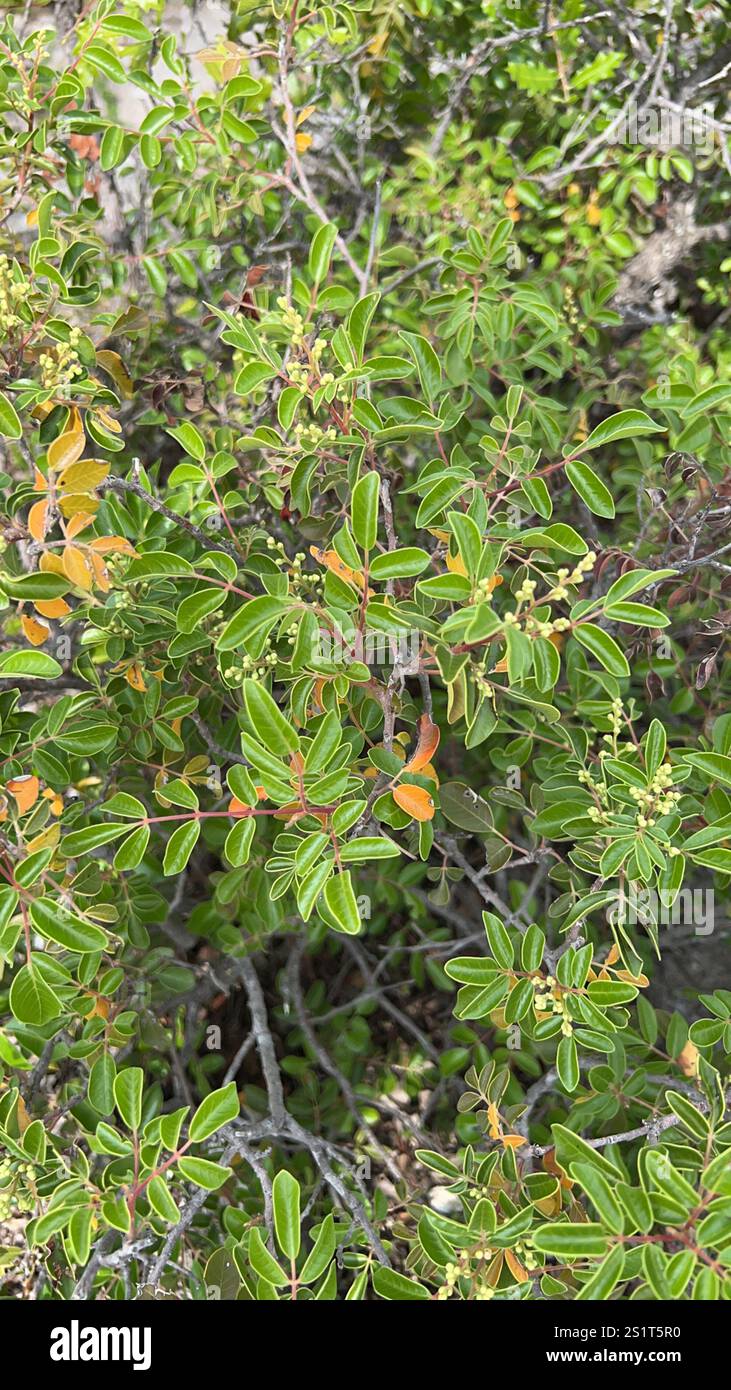 evergreen sumac (Rhus virens Stock Photo - Alamy