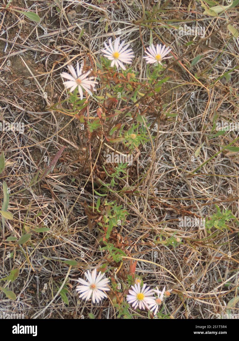 white heath aster (Symphyotrichum ericoides Stock Photo - Alamy