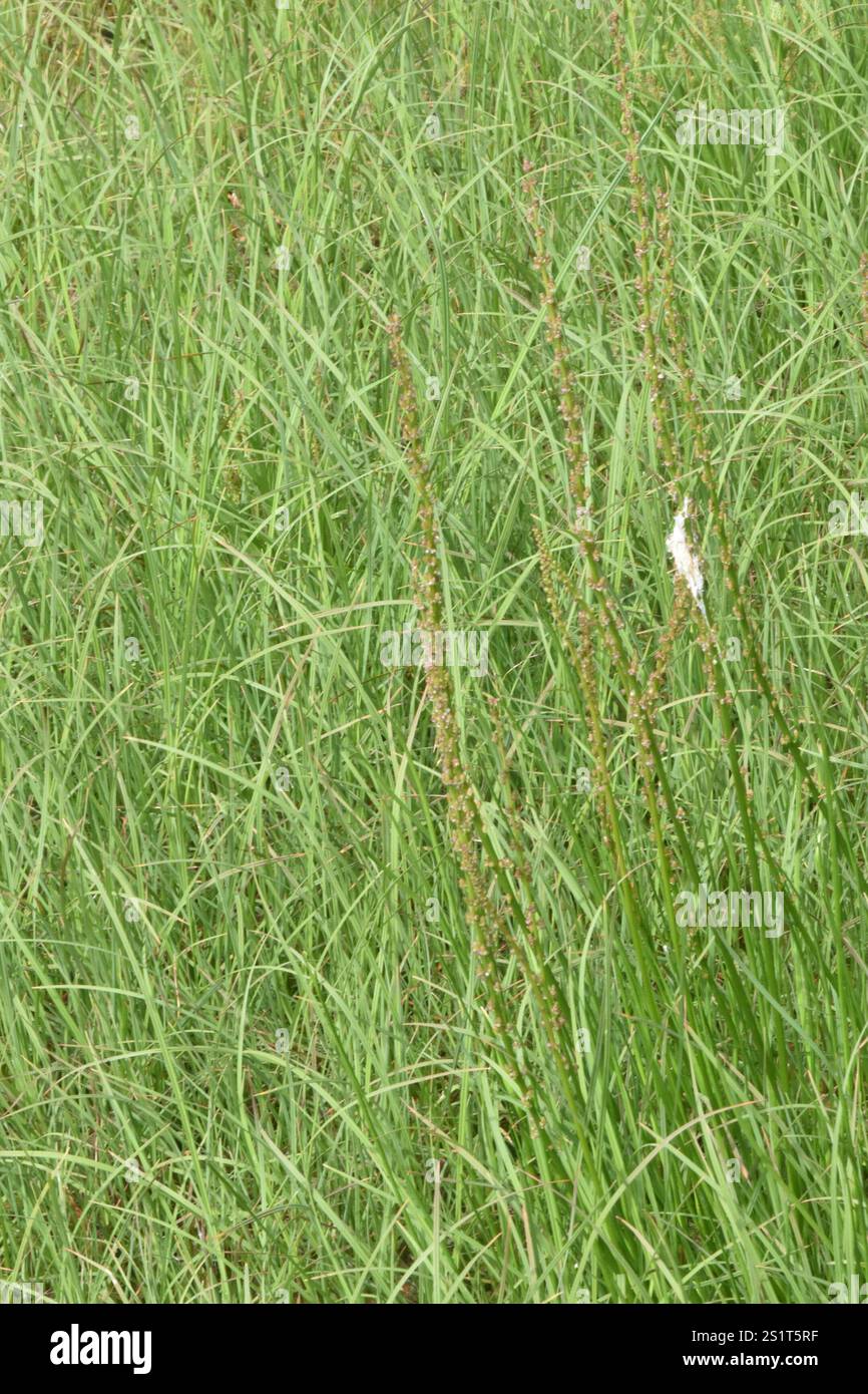 common arrowgrass (Triglochin maritima Stock Photo - Alamy