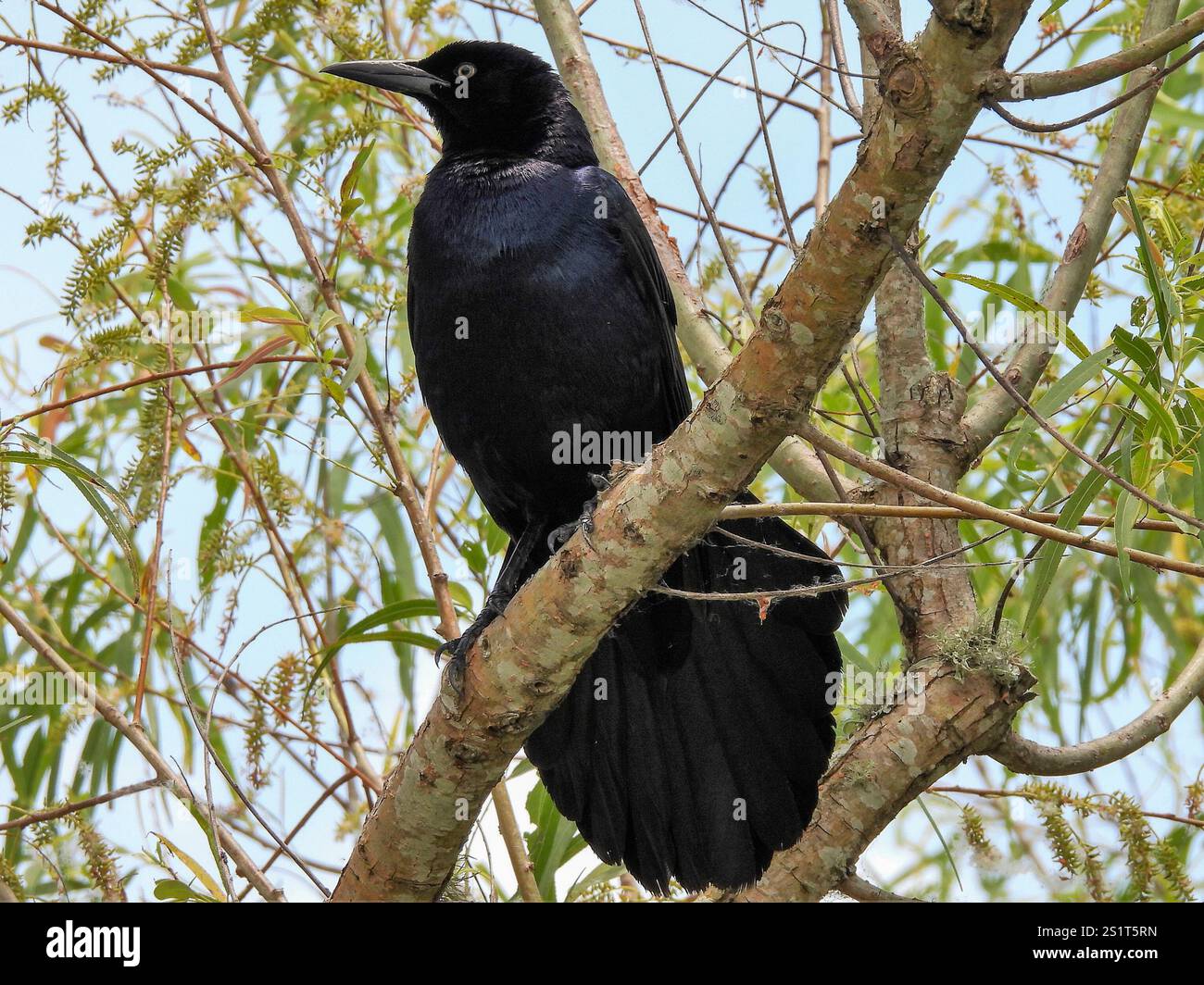 Great-tailed Grackle (Quiscalus mexicanus Stock Photo - Alamy