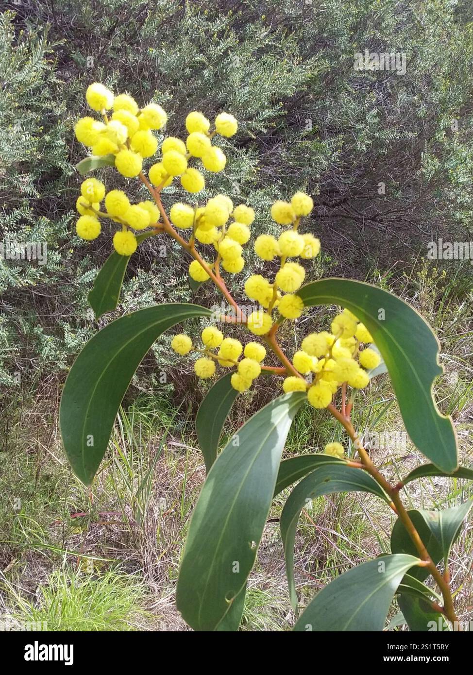 Golden Wattle (Acacia pycnantha Stock Photo - Alamy