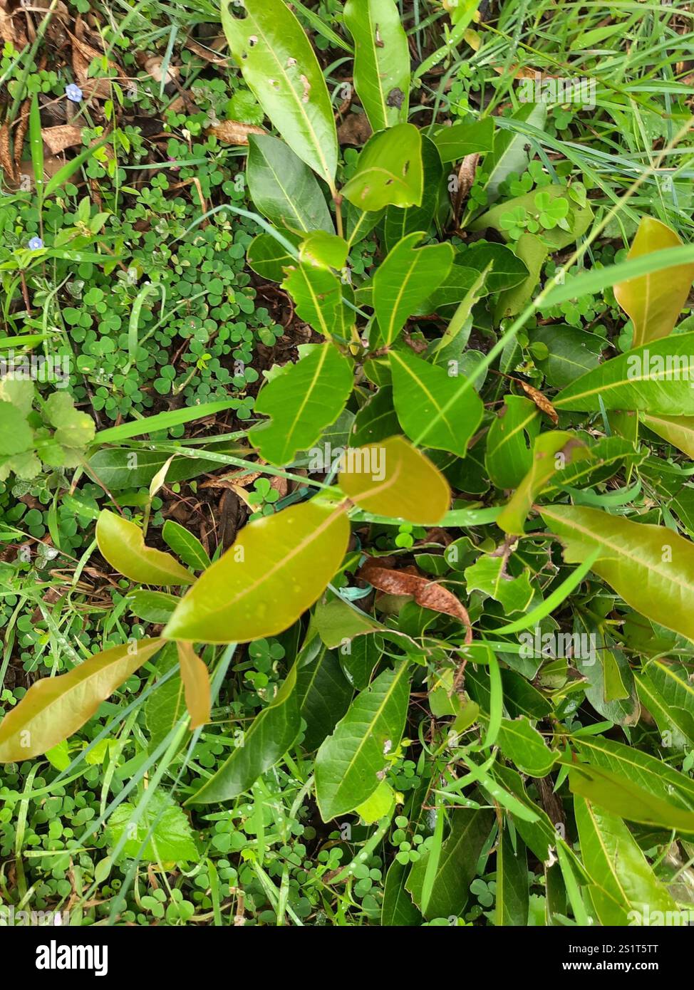Torch Tree (Ixora pavetta Stock Photo - Alamy