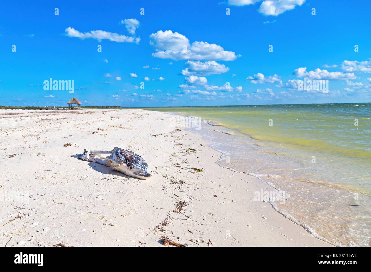 Pristine Sandy Beach with Stranded Animal under Bright Blue Sky, Isla ...