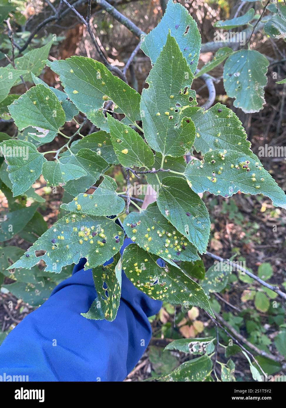 Hackberry Blister Gall Psyllid (Pachypsylla celtidisvesicula Stock ...