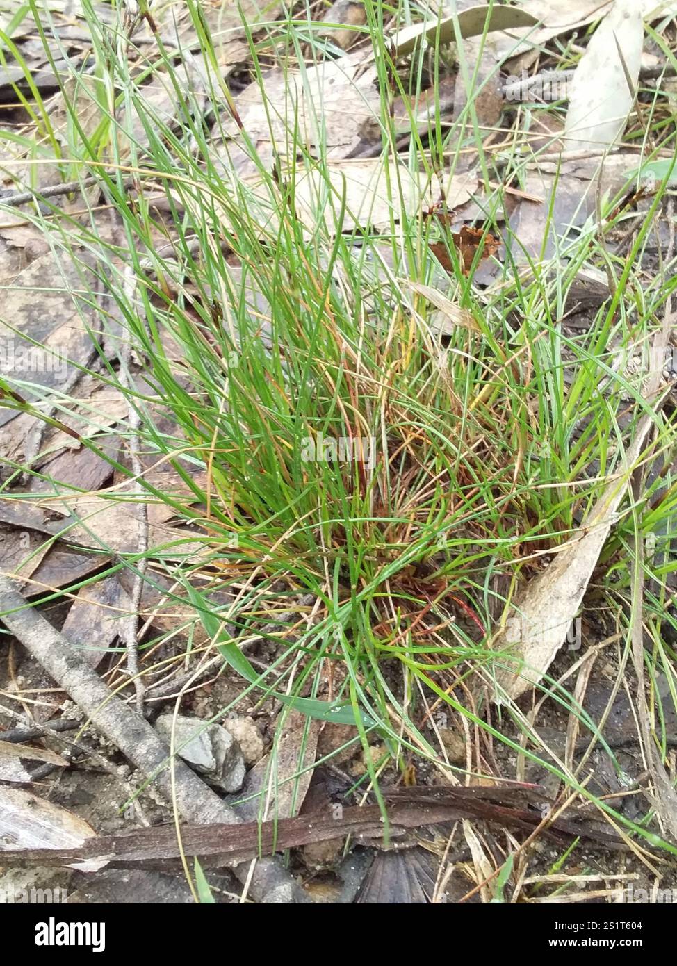 common bog-rush (Schoenus apogon Stock Photo - Alamy