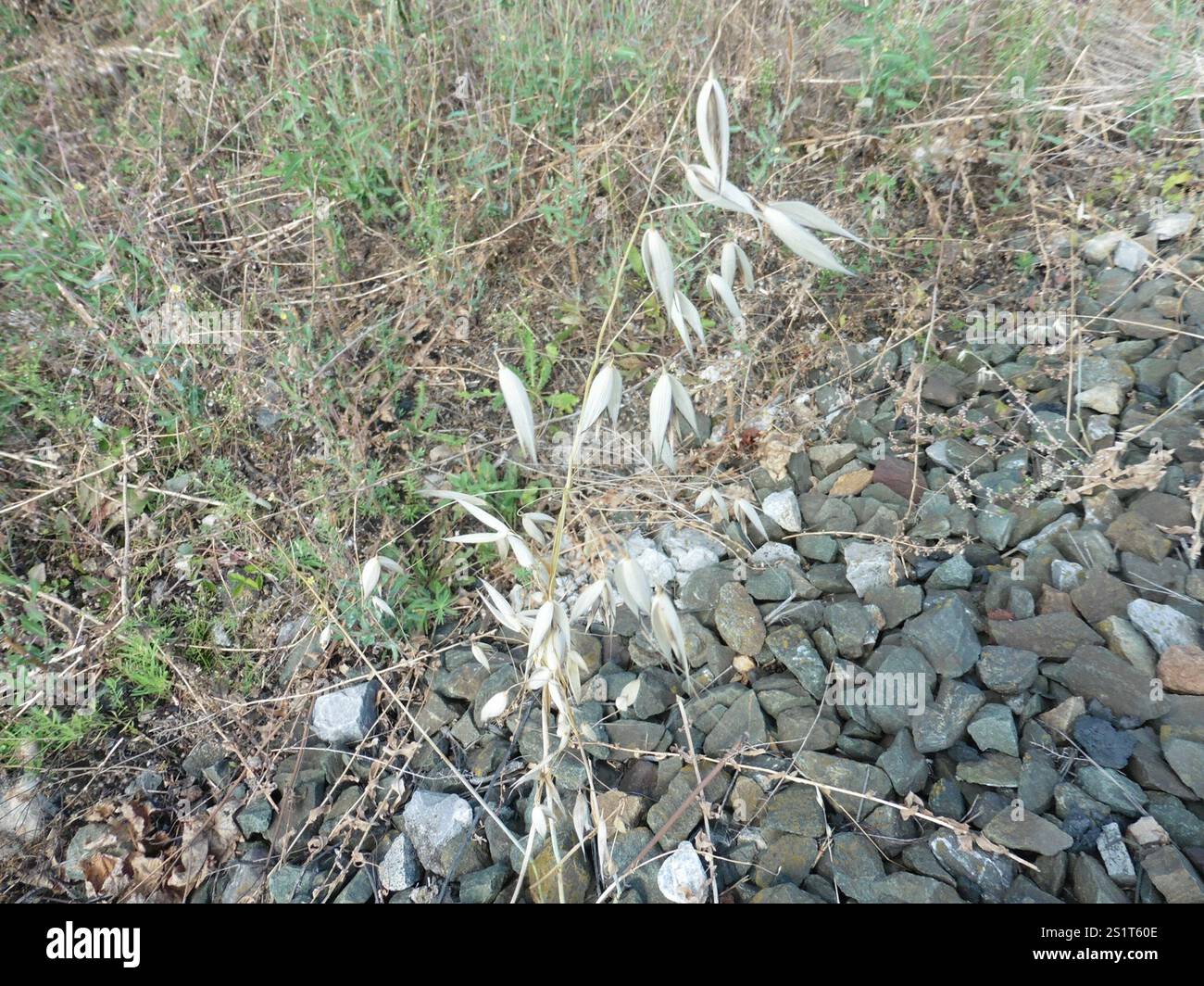 wild oat (Avena fatua Stock Photo - Alamy