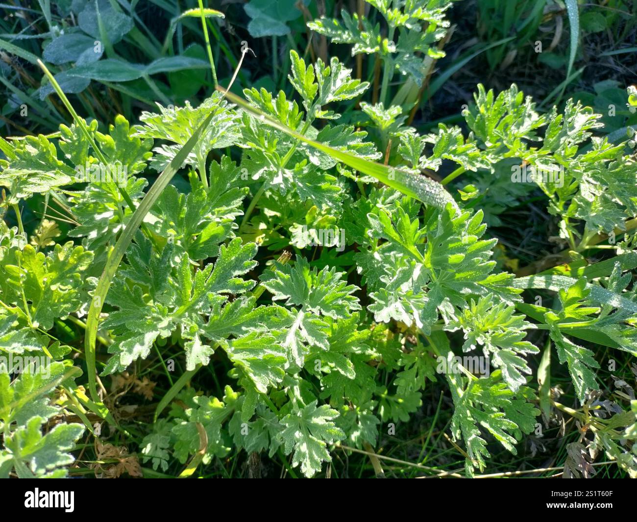 absinthe wormwood (Artemisia absinthium Stock Photo - Alamy