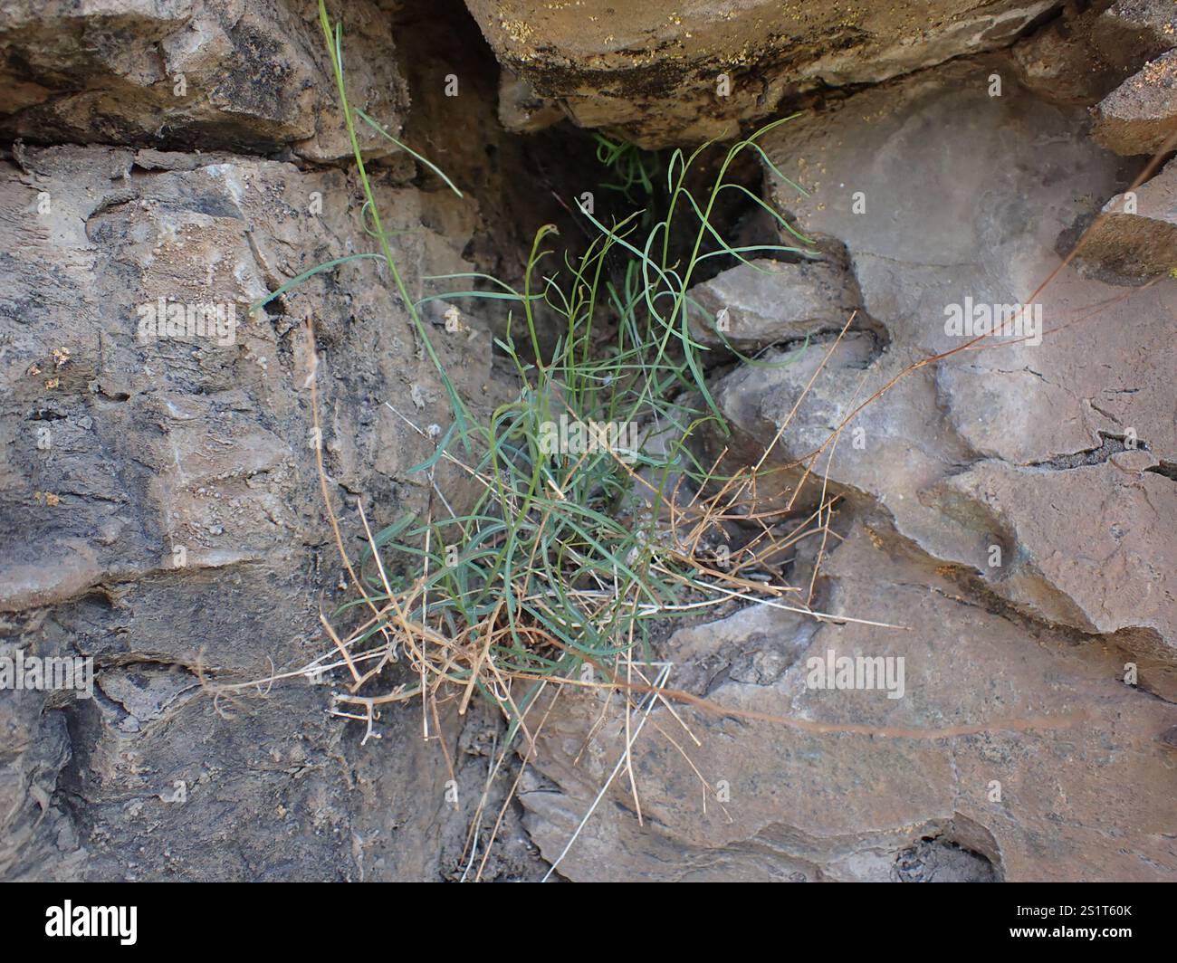 narrow-leaved wirelettuce (Stephanomeria tenuifolia Stock Photo - Alamy
