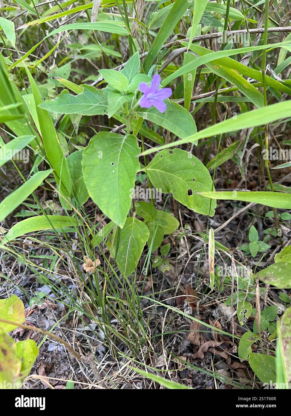 Drummond's ruellia (Ruellia drummondiana Stock Photo - Alamy