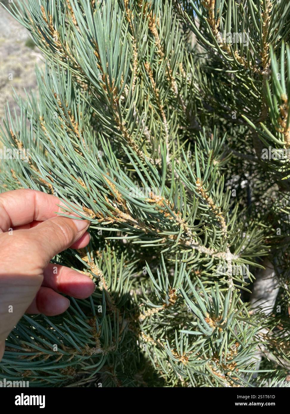 singleleaf pinyon (Pinus monophylla Stock Photo - Alamy