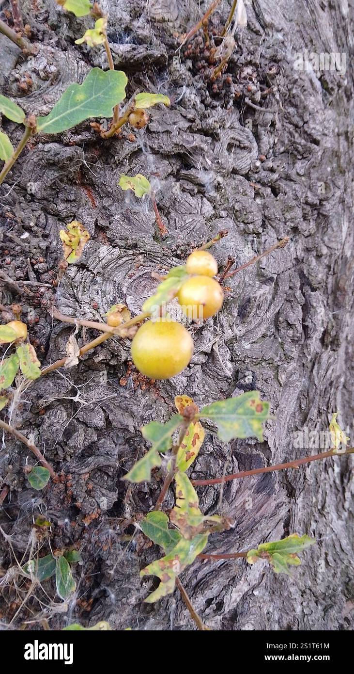 Oak Marble Gall Wasp (Andricus kollari Stock Photo - Alamy