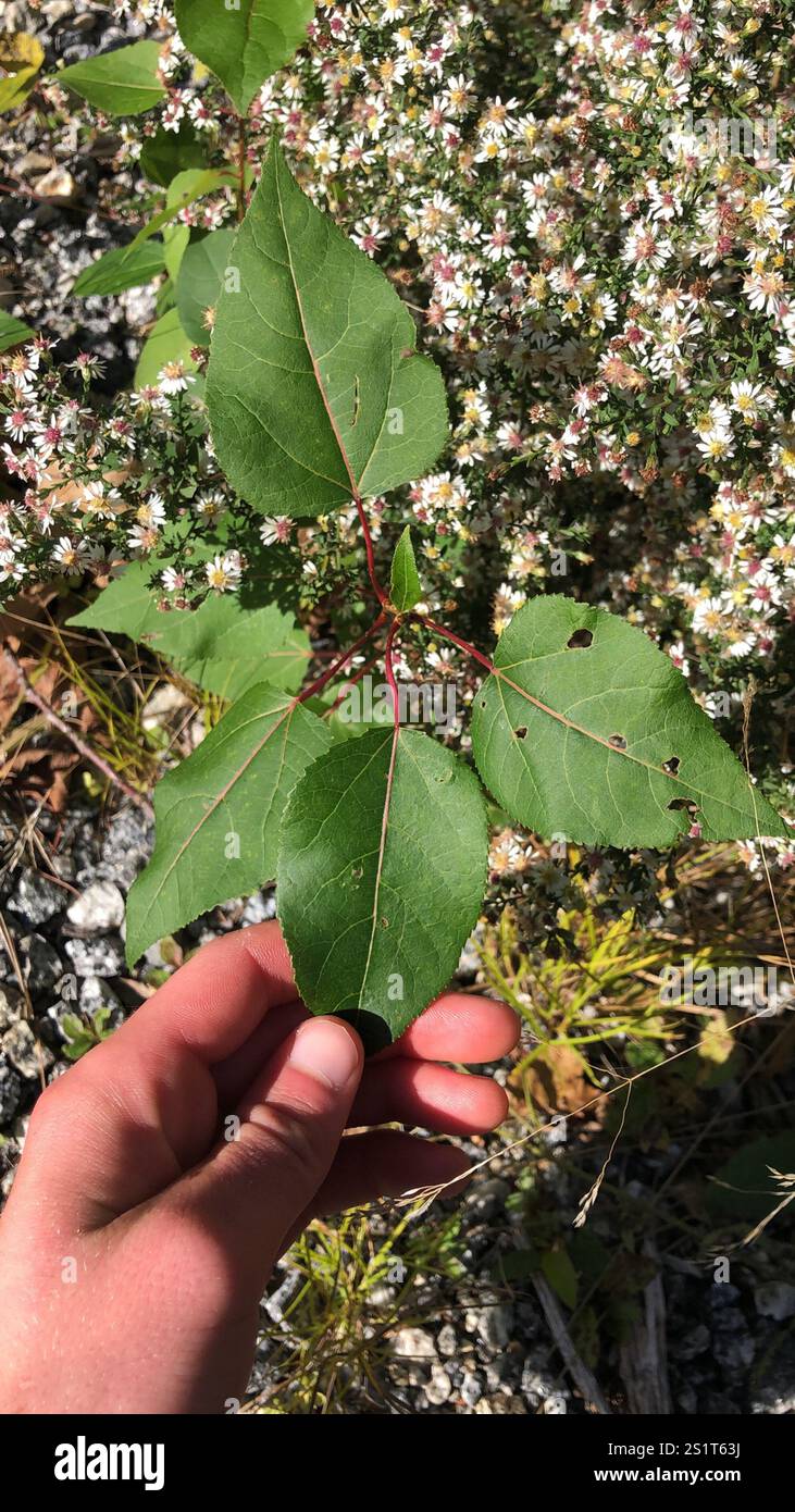 balsam poplar (Populus balsamifera Stock Photo - Alamy