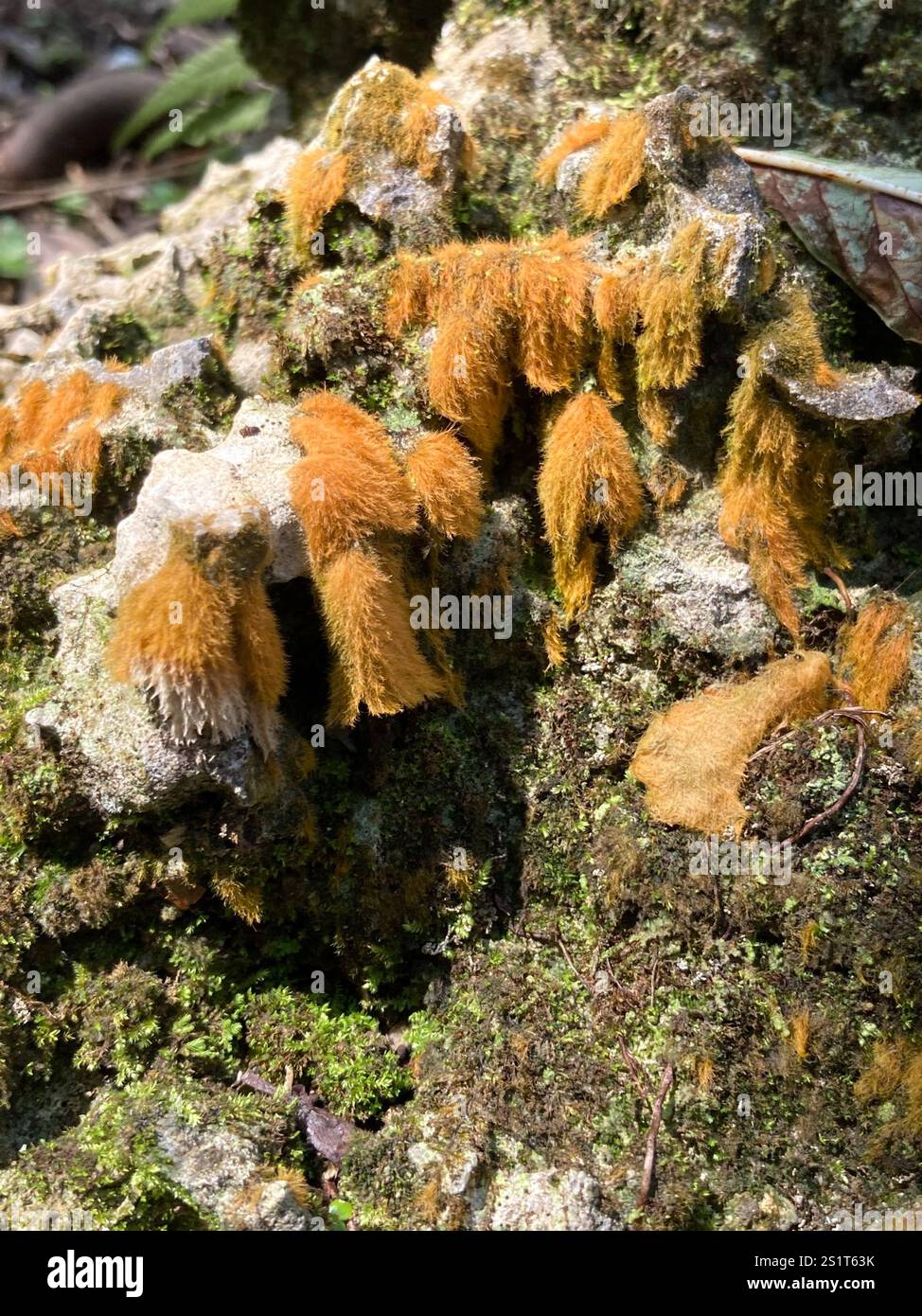 Orange Terrestrial Algae (Trentepohliales Stock Photo - Alamy