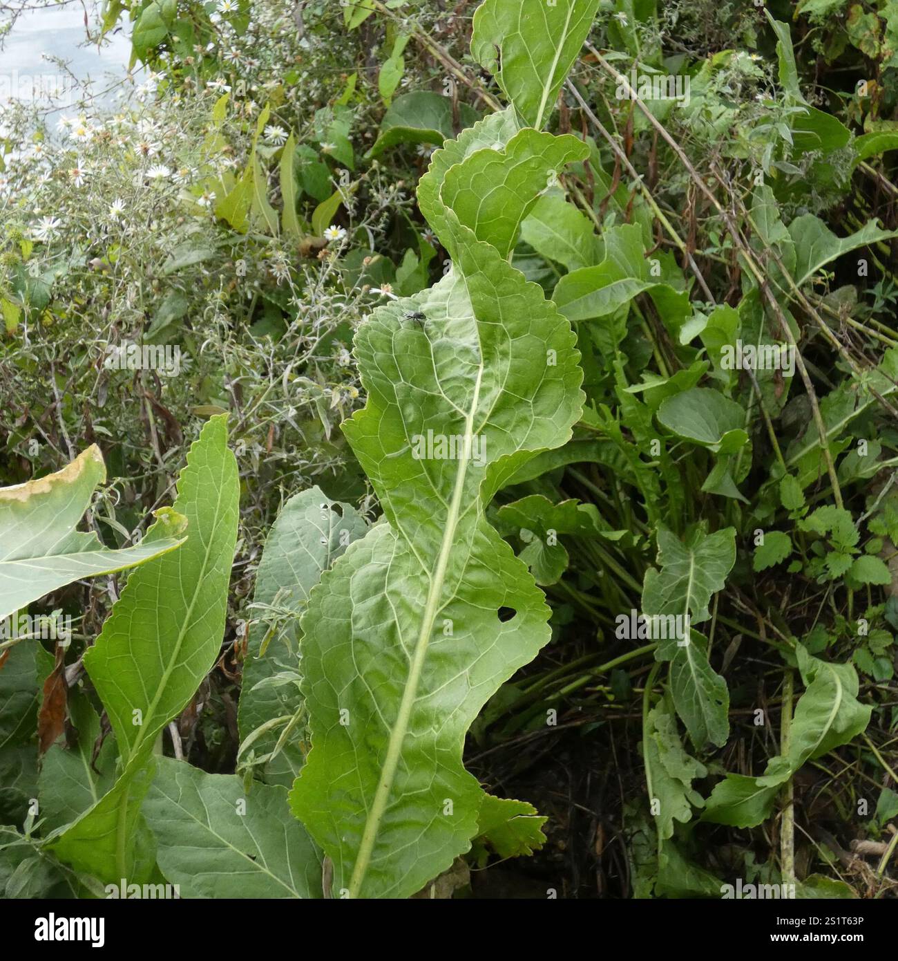 Horseradish (Armoracia rusticana Stock Photo - Alamy