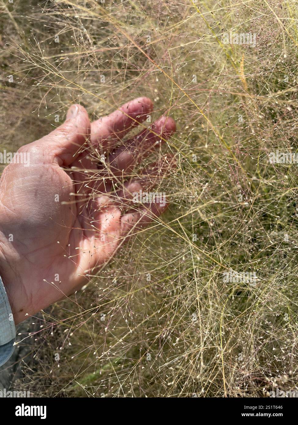 scratch grass (Muhlenbergia asperifolia Stock Photo - Alamy