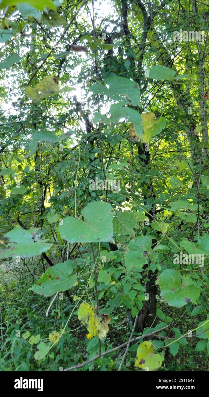 graybark grape (Vitis cinerea Stock Photo - Alamy