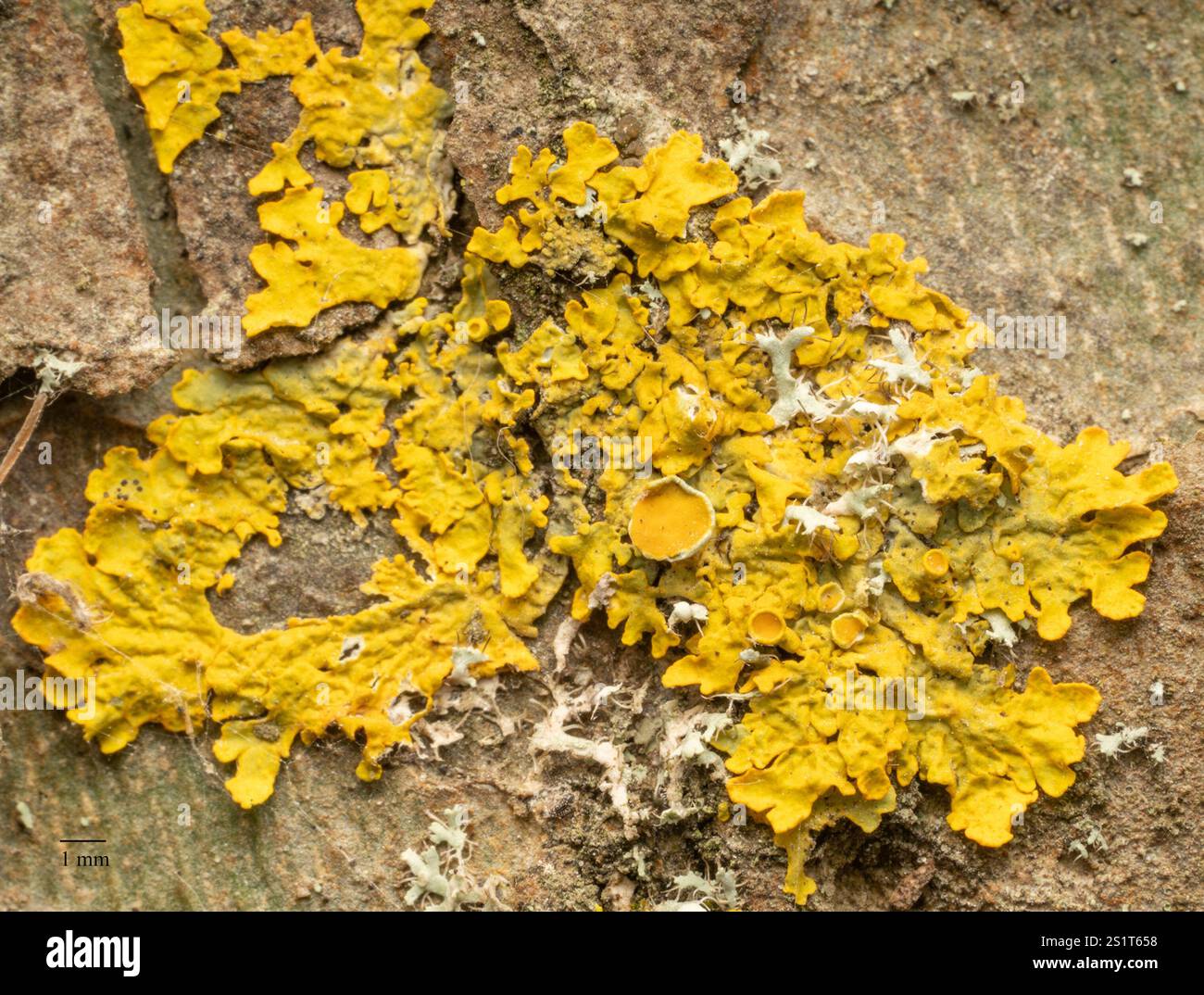 Common Sunburst Lichen (Xanthoria parietina Stock Photo - Alamy