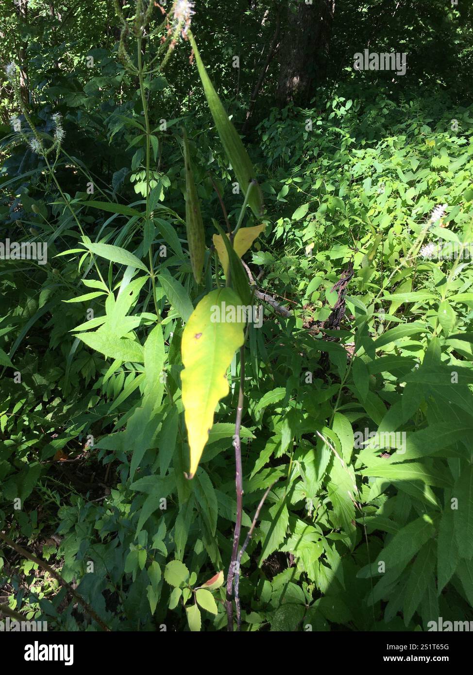 poke milkweed (Asclepias exaltata Stock Photo - Alamy