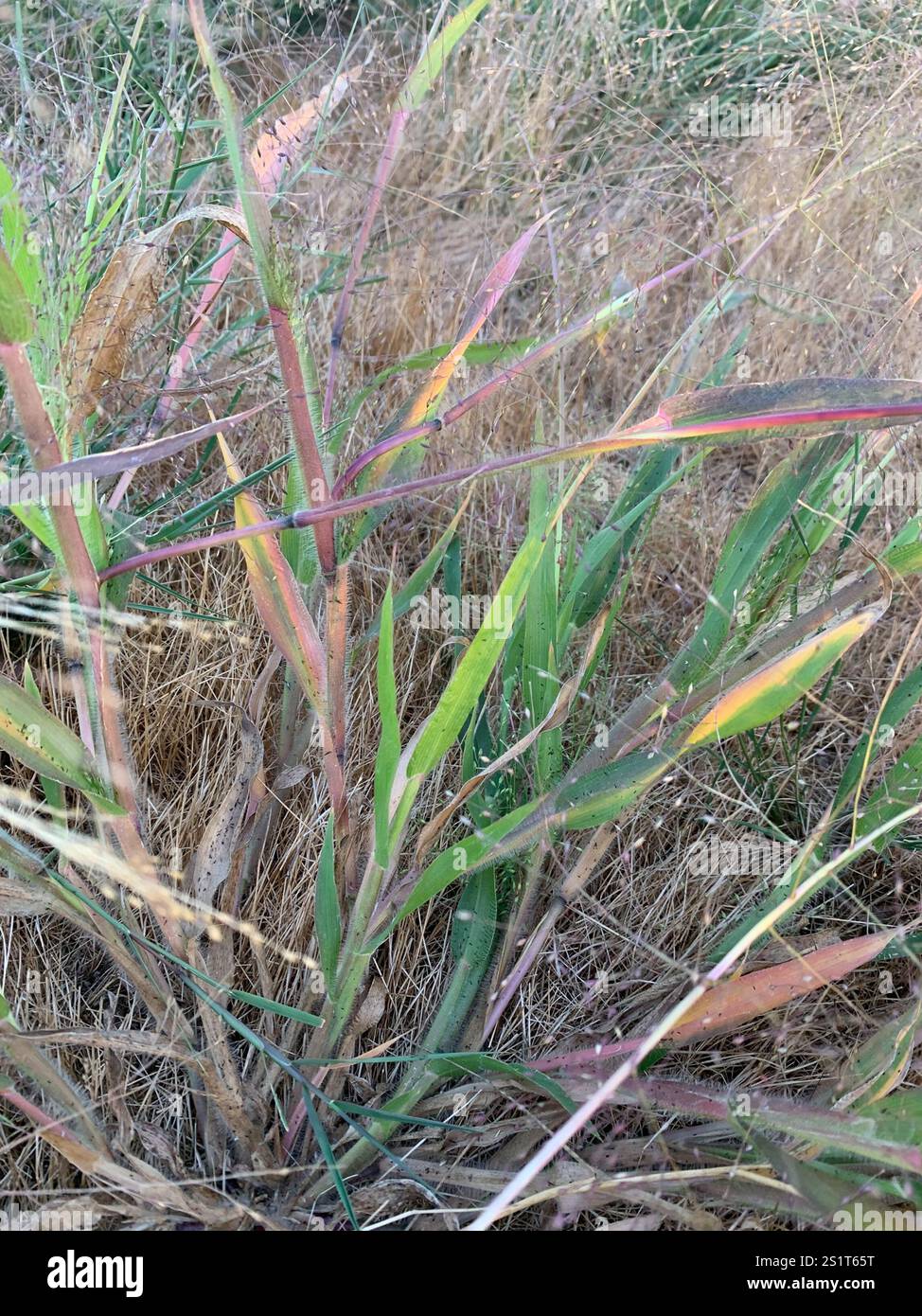 witch grass (Panicum capillare Stock Photo - Alamy