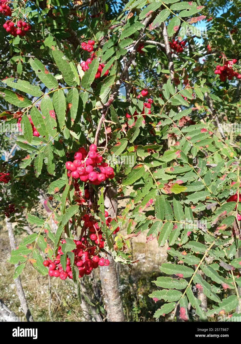 European mountain ash (Sorbus aucuparia Stock Photo - Alamy