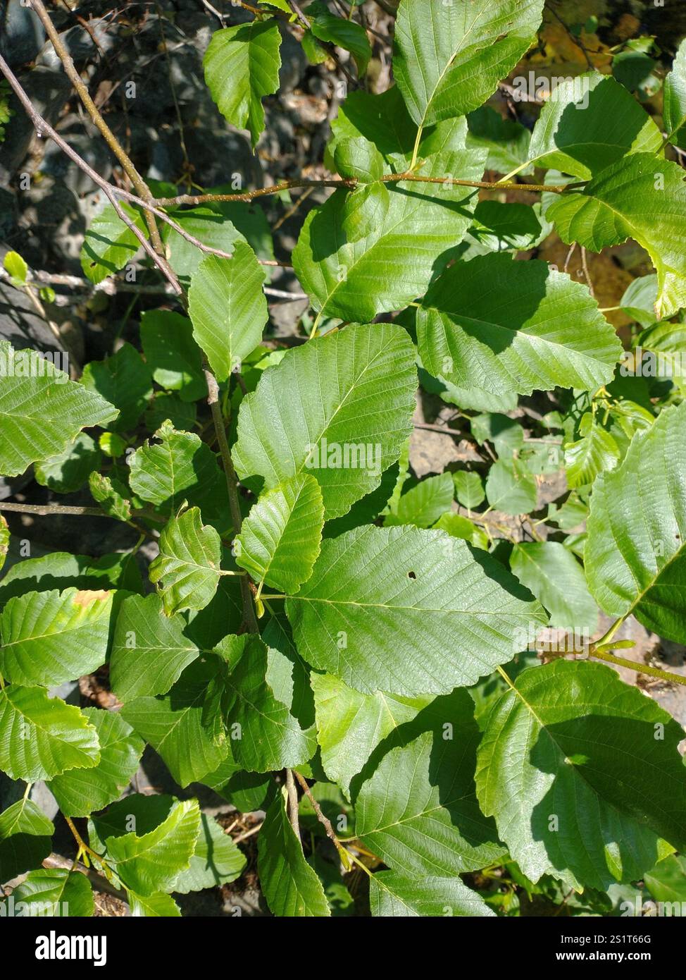 white alder (Alnus rhombifolia Stock Photo - Alamy
