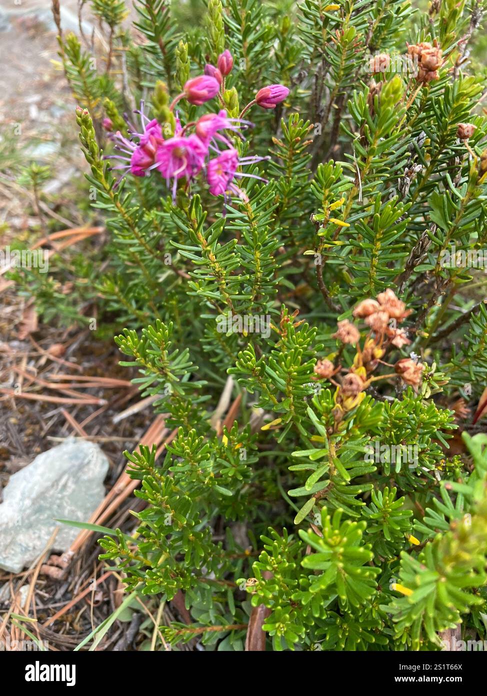 Purple Mountain-heath (Phyllodoce breweri Stock Photo - Alamy
