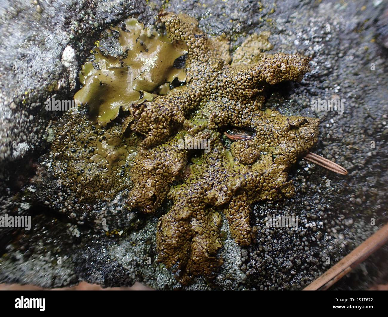 common lichens (Lecanoromycetes Stock Photo - Alamy