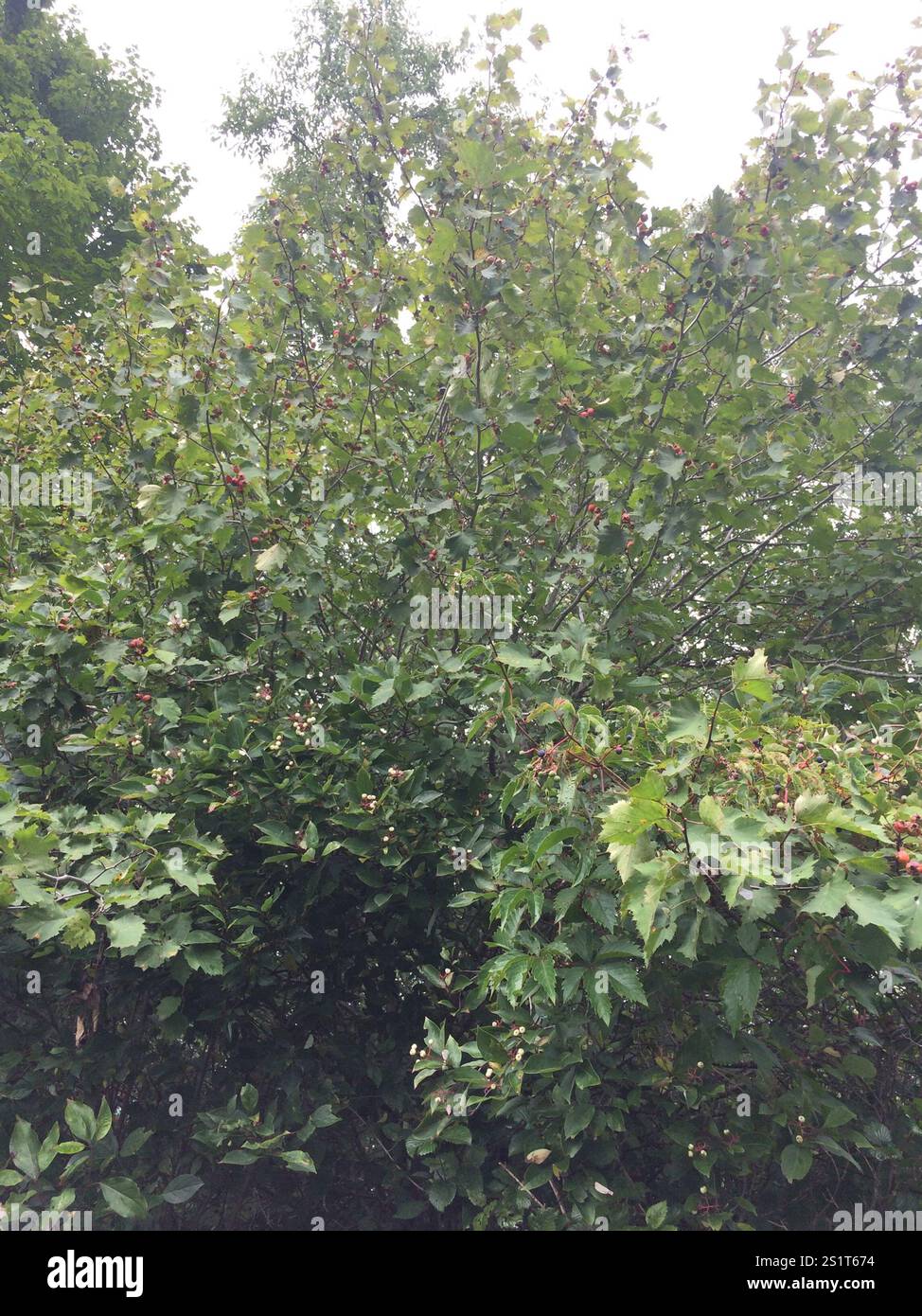 Scarlet Hawthorn (Crataegus coccinea Stock Photo - Alamy