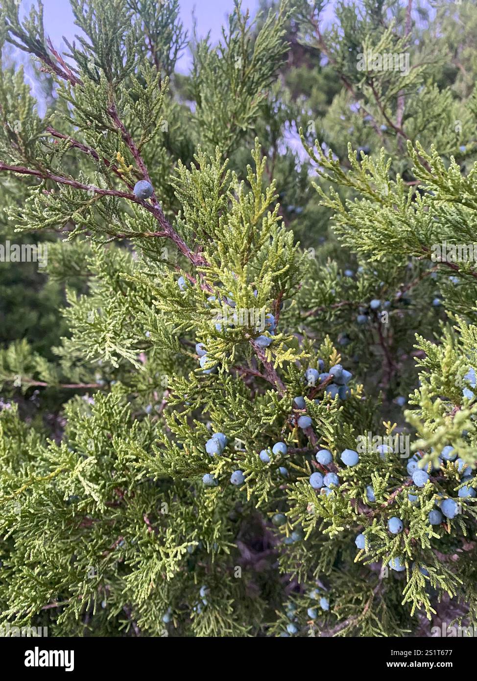 Ashe juniper (Juniperus ashei Stock Photo - Alamy