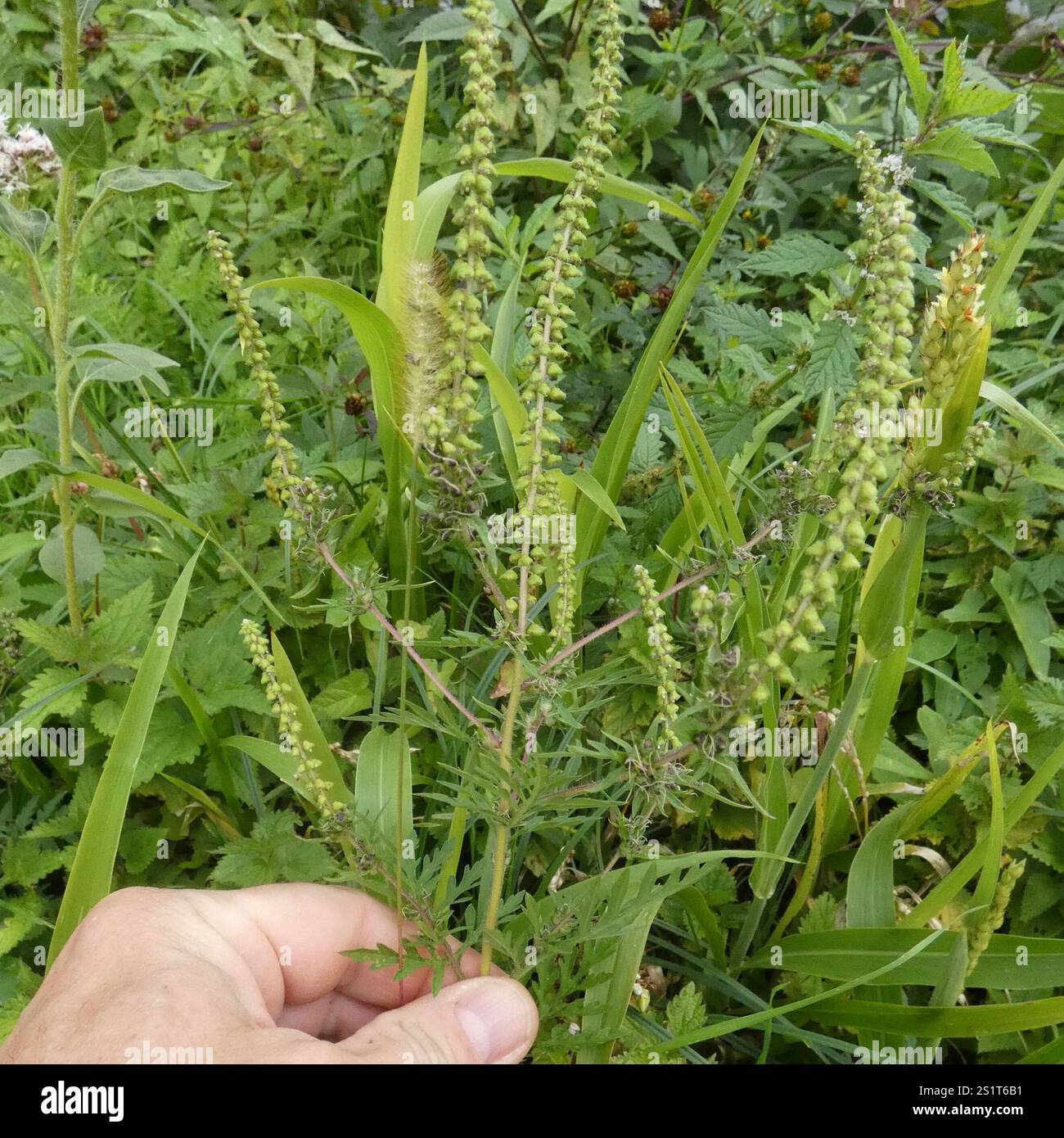 common ragweed (Ambrosia artemisiifolia Stock Photo - Alamy